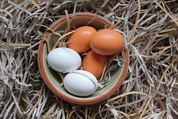 Egg whites could power a clean energy future | RenewEconomy
