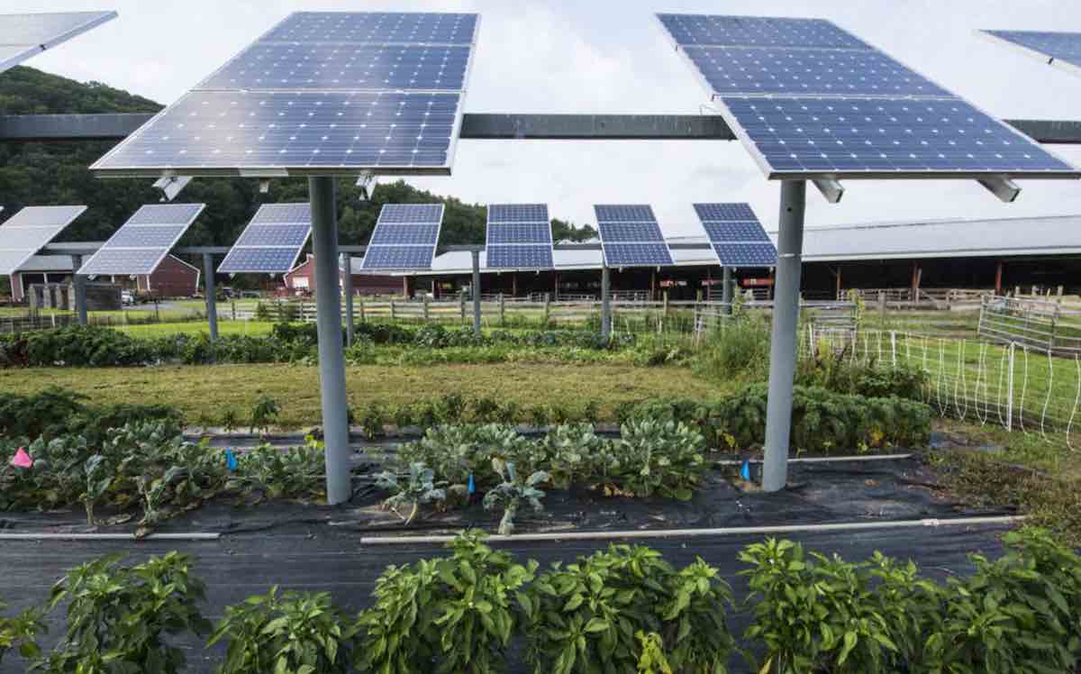 Solar panels can take the heat a lot better when paired with crops ...