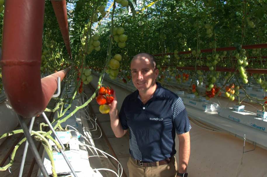 Good taste and food security: How Sundrop used solar to bring tomatoes ...