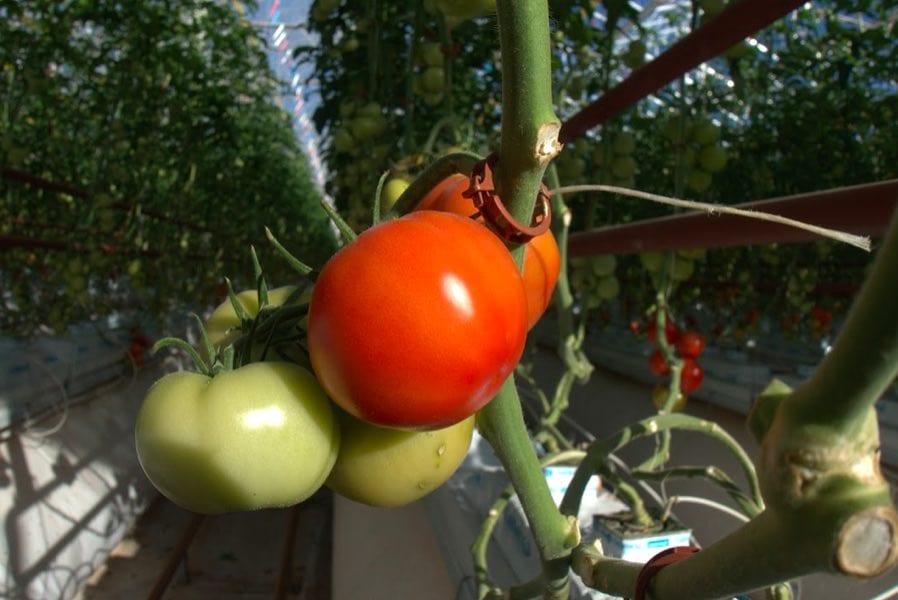Good taste and food security: How Sundrop used solar to bring tomatoes ...