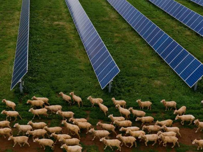 Lots of solar and lots of sheep, but Australia still too slow on ...