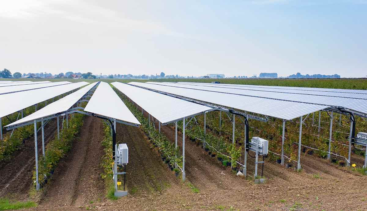 Photo of the Day: Agrisolar is making Berry nice progress | RenewEconomy