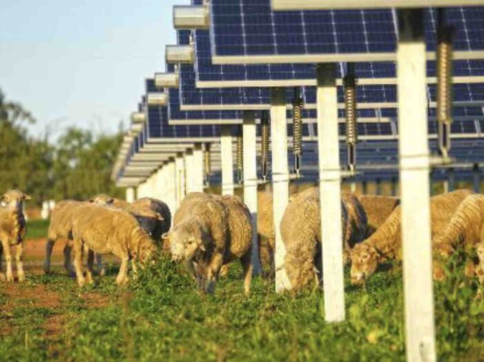 Woolly lawnmowers: The huge solar farm that hosts 2,000 sheep ...